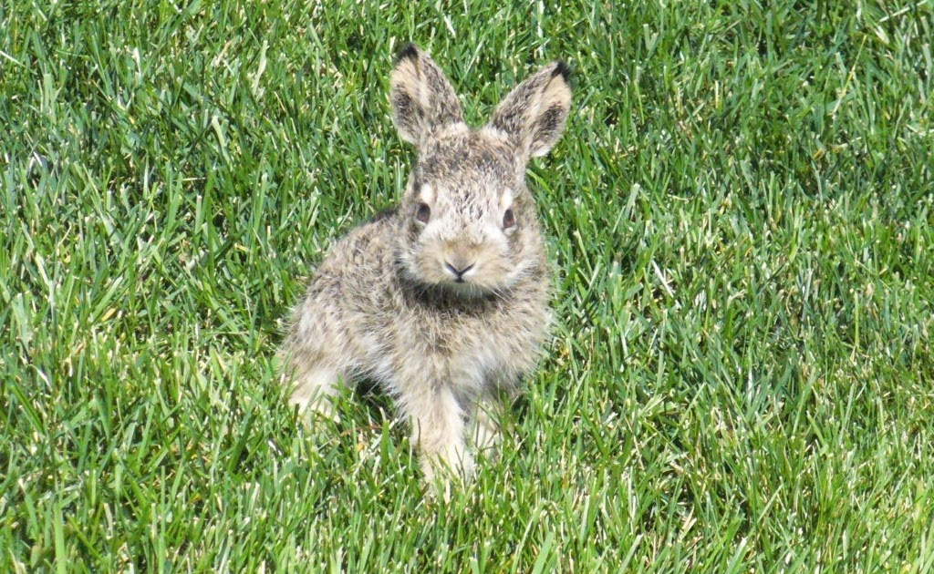 Hiawatha House: Baby Jack Rabbit with an Attitude